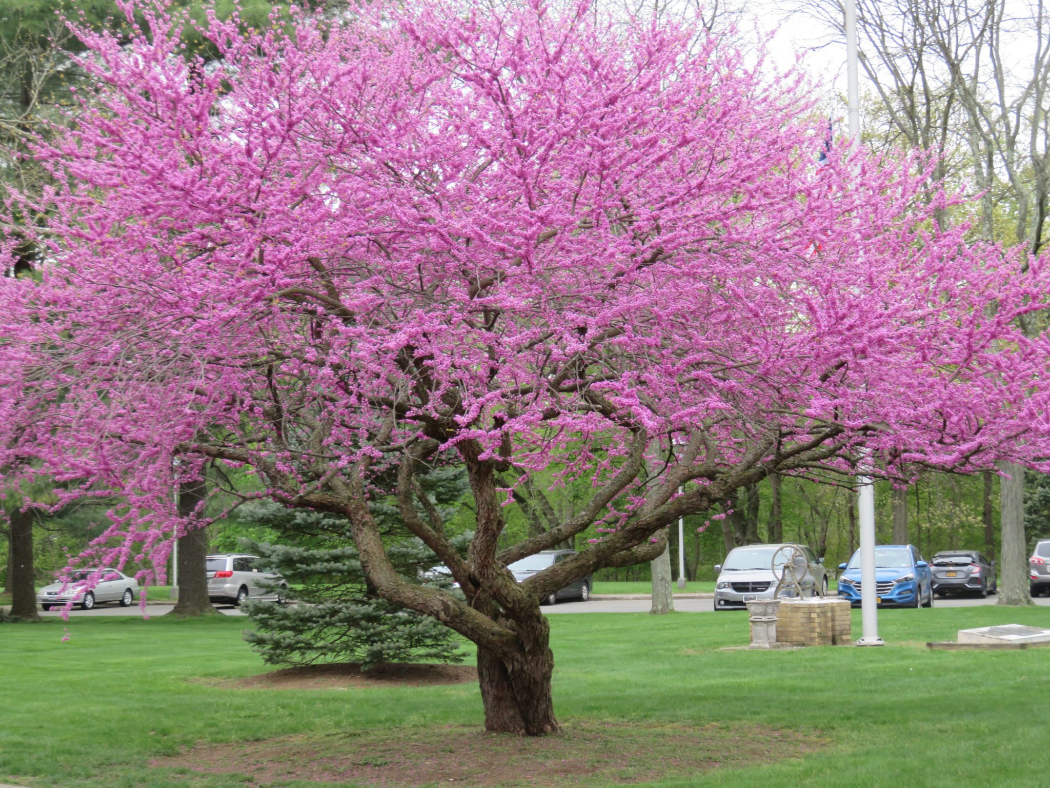 Spring's Call - Dominican Sisters of Sparkill